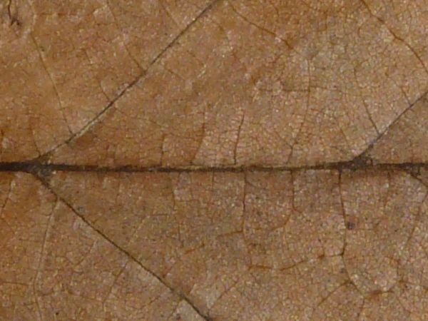 texture 0036 - Texturelib